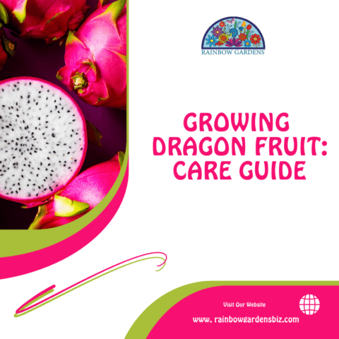 Growing Dragon Fruit: Care Guide | Rainbow Gardens