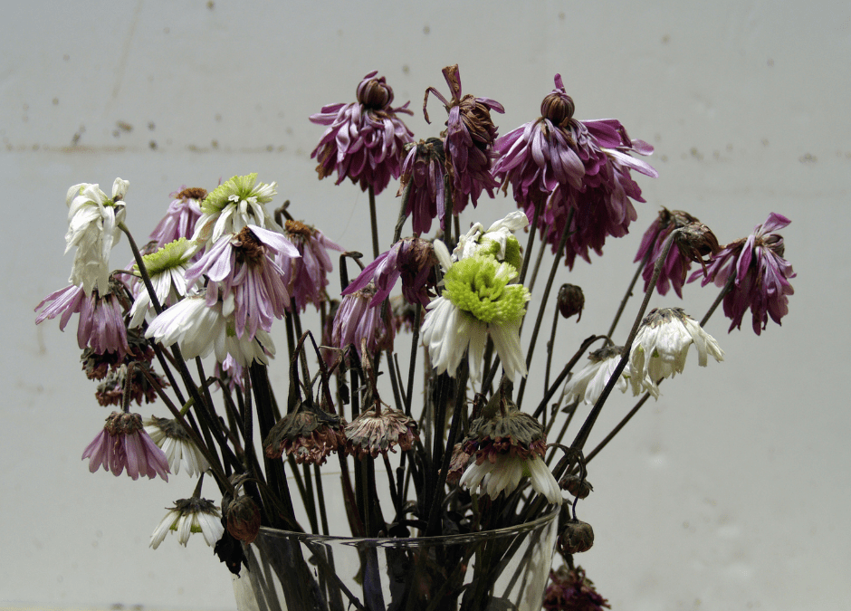 Information to help keep water for cut flowers fresh and clean.