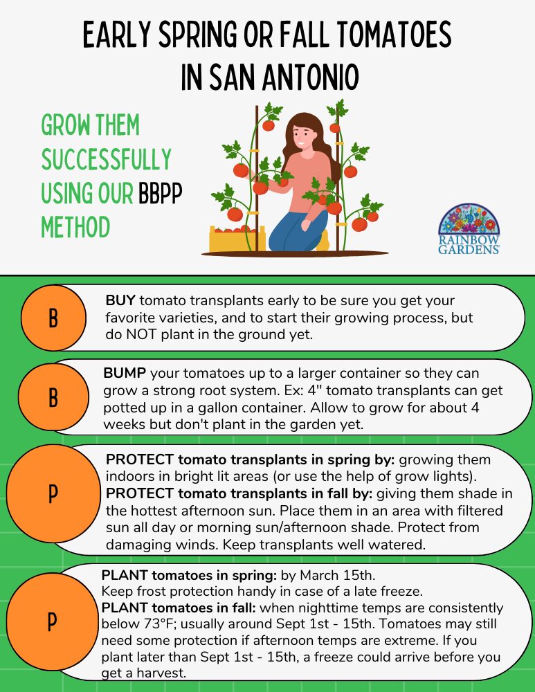 Early Spring or Fall Tomatoes in San Antonio BBPP Instructions ...