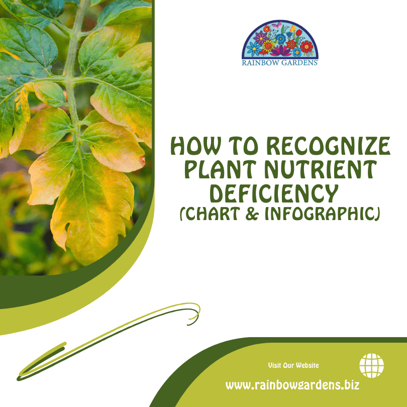 How to Recognize Plant Nutrition Deficiencies | Rainbow Gardens