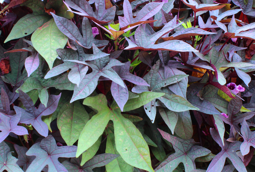 Sweet potato vine, an easy vining annual for San Antonio gardens.