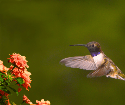 A List of Facts About Our Favorite Tiny Pollinators: Hummingbirds