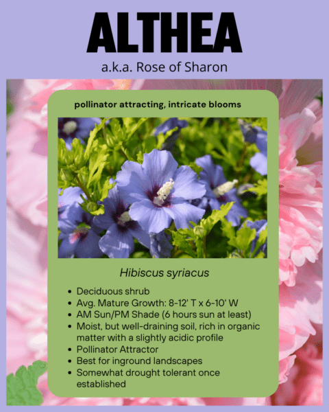 5 Growing Tips and Advice for Althea in San Antonio, Texas