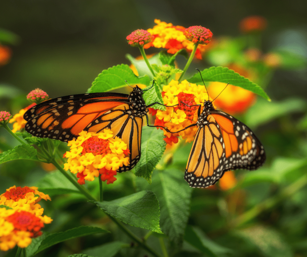 What Attracts Pollinators to Flowers: A Whimsical Guide
