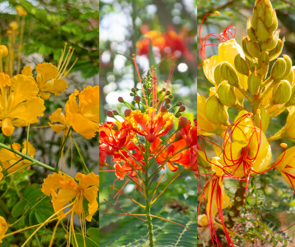 Native Plants: Annuals/Wildflowers | Rainbow Gardens