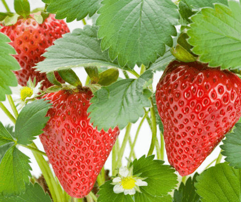 Quick Guide for Growing Berries in San Antonio, Texas.