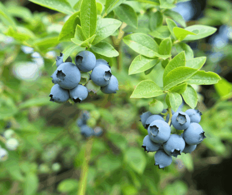 Quick Guide for Growing Berries in San Antonio, Texas.